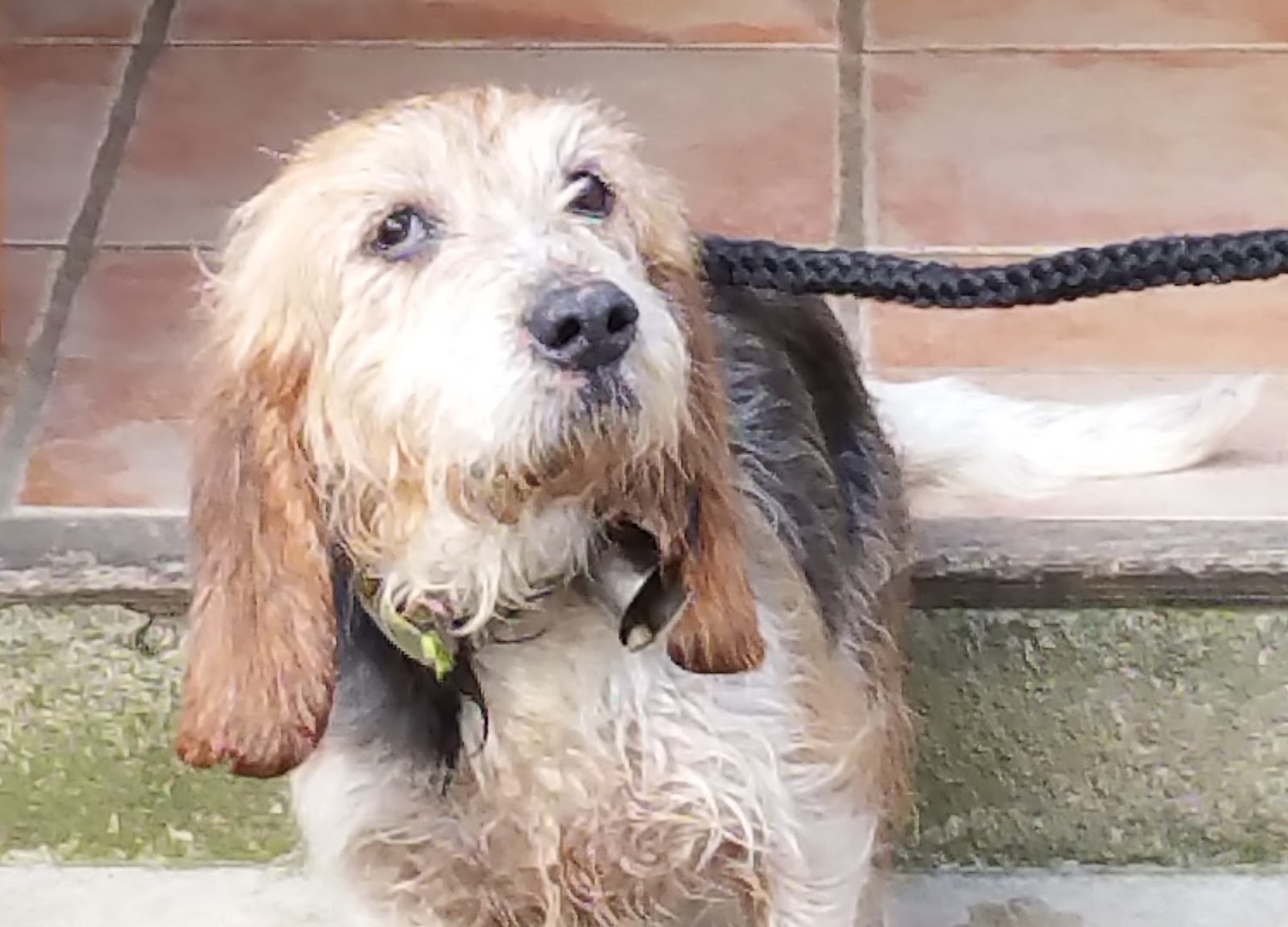 The lost French hunting dog - Beth Haslam