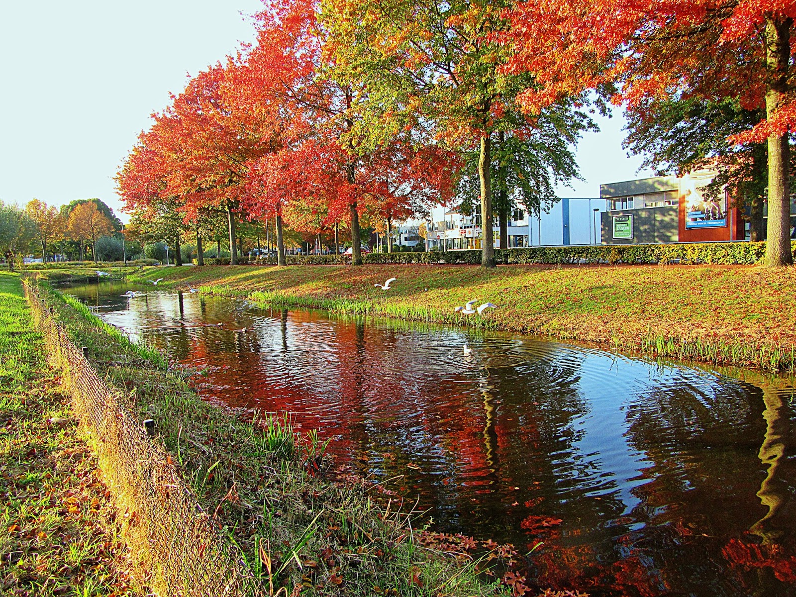 Moments, frozen in time ♡: Autumn in the Netherlands
