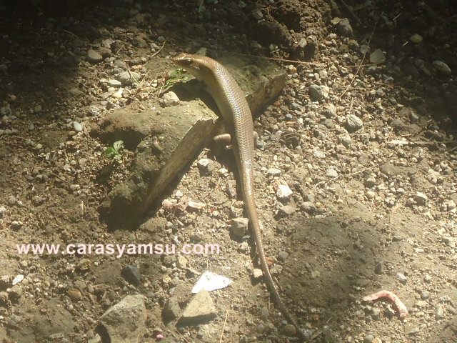 Ciri Khusus Hewan Reptil Kadal dan Fungsinya | Materi dan Soal Biologi