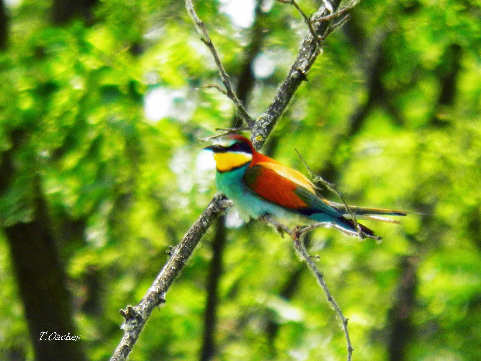 PASARI DIN ROMANIA: PRIGORIE, Merops apiaster