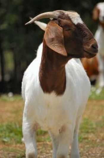 Starting A Goat Farm: Boer Goat Farming Tips