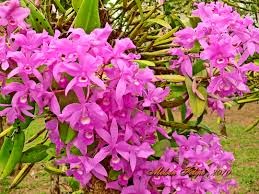 Simbolos Patrios: La guaria morada