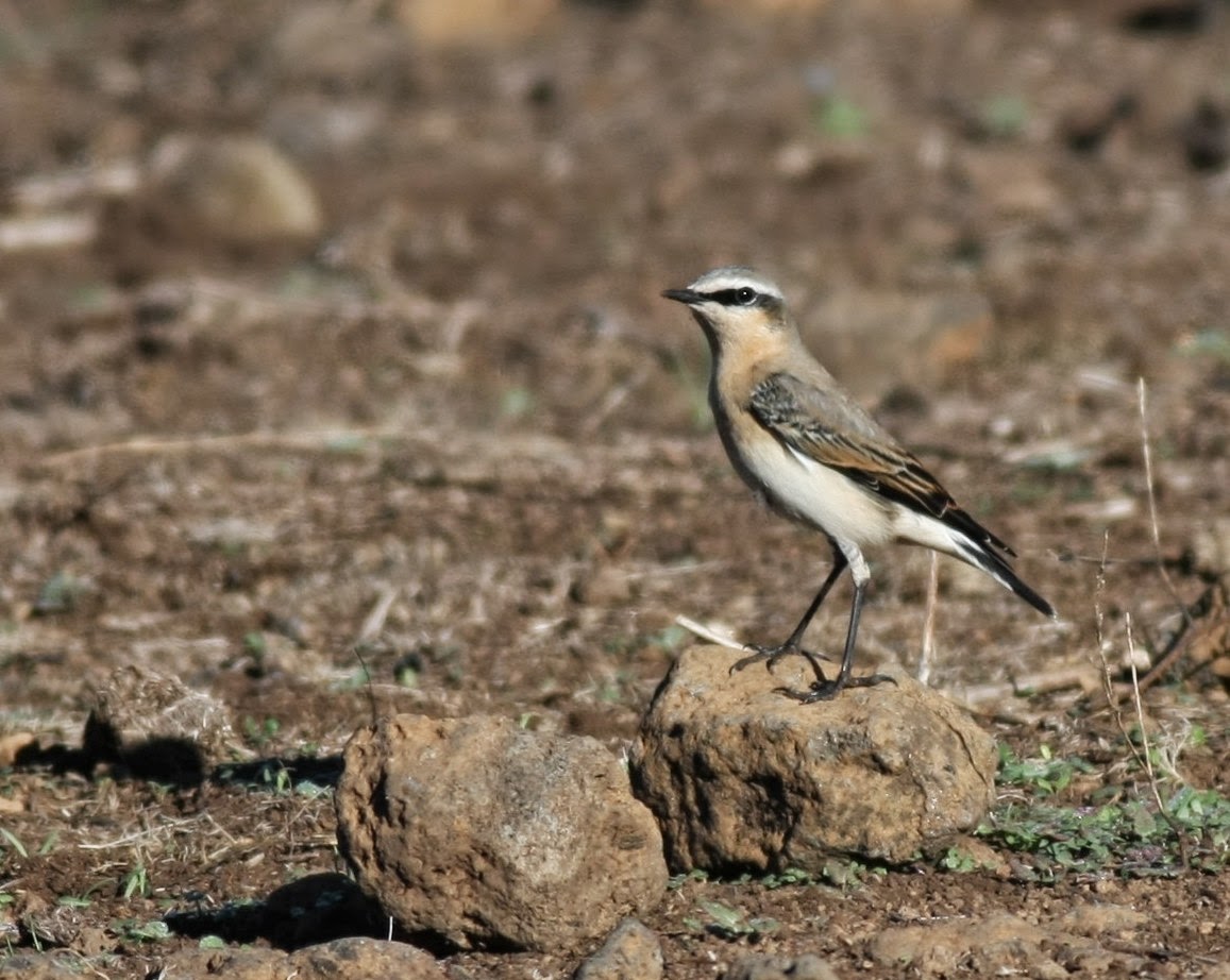 La Palma Birds: octubre 2014