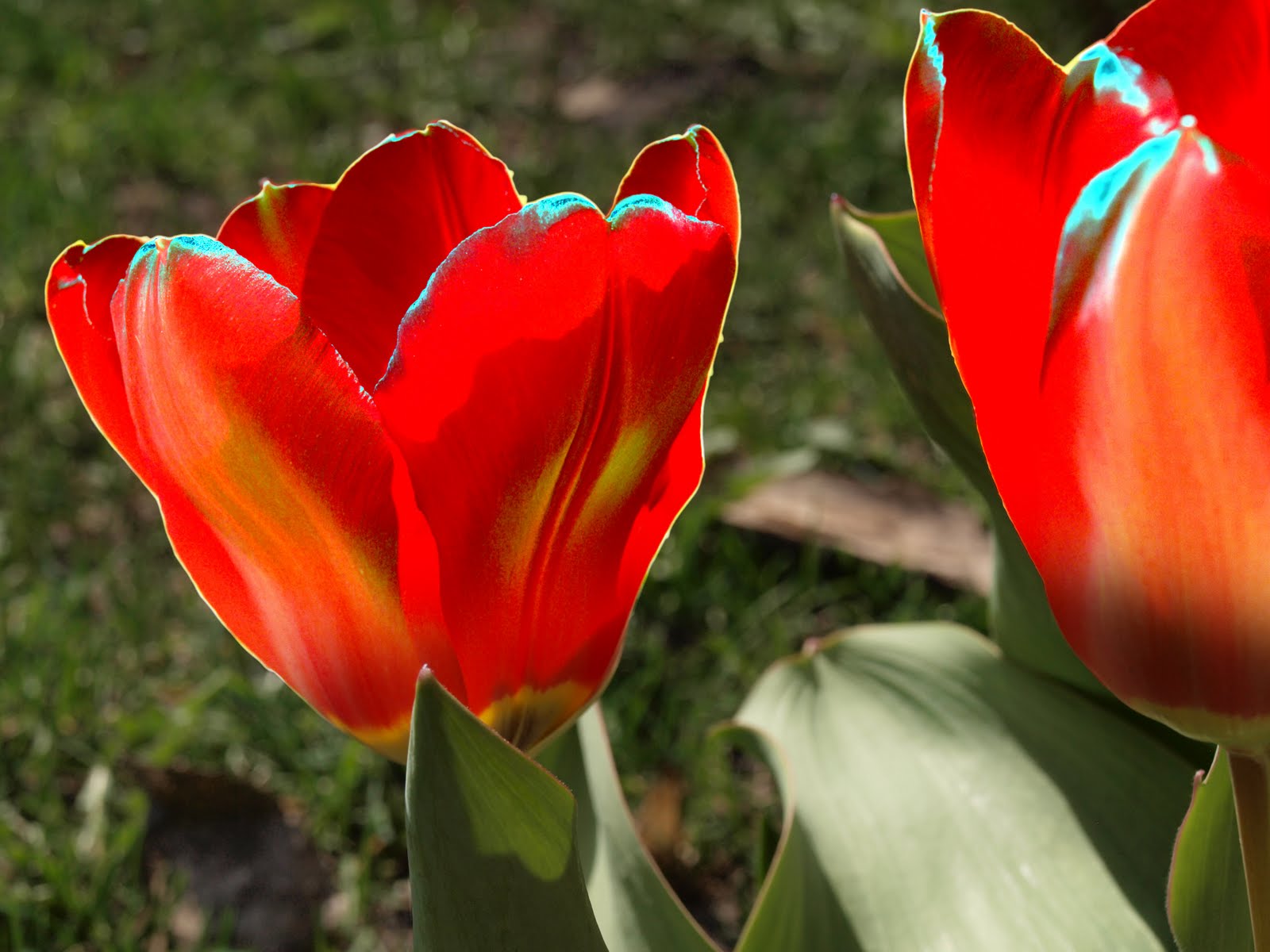 pct photography: Solarization