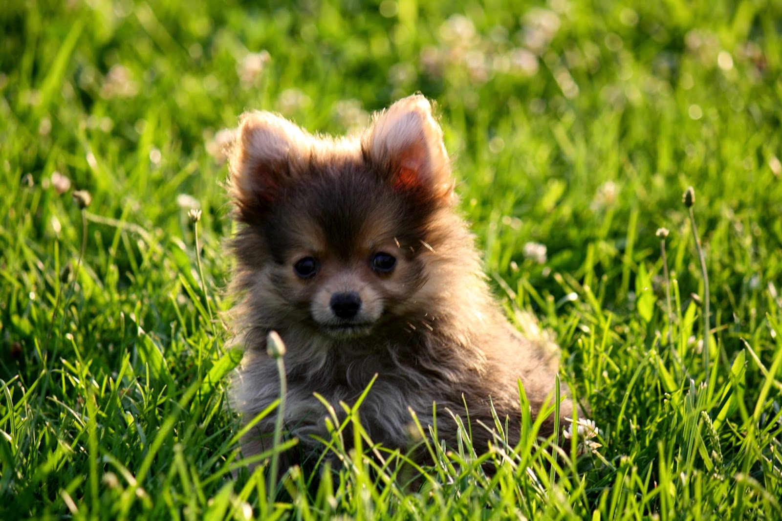 Providence Puppies: ~*~Pretty Pomeranians~*~