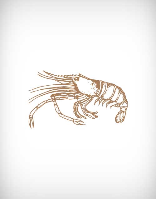 shrimp vector-35