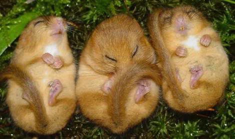 Biologi: ADAPTASI MAKHLUK HIDUP