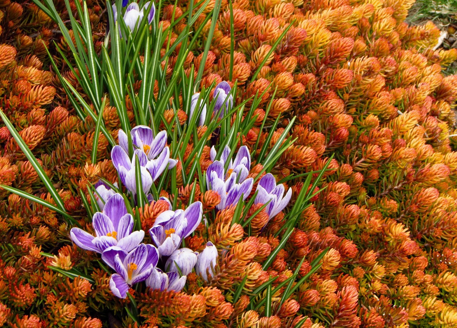 Life In Robin's Nest: Marching into Spring