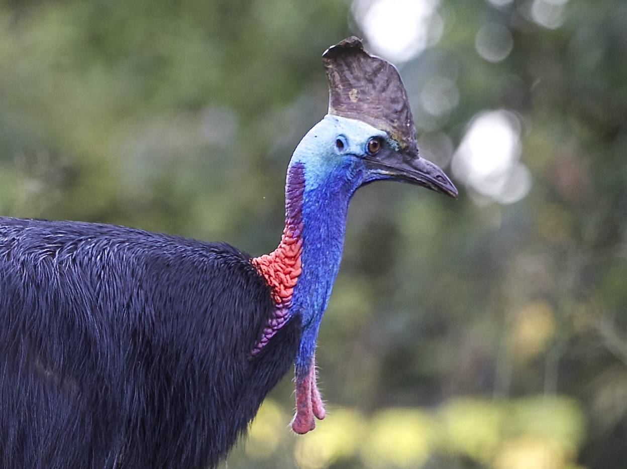 Avithera: Southern Cassowary encounters at Mission Beach north Queensland