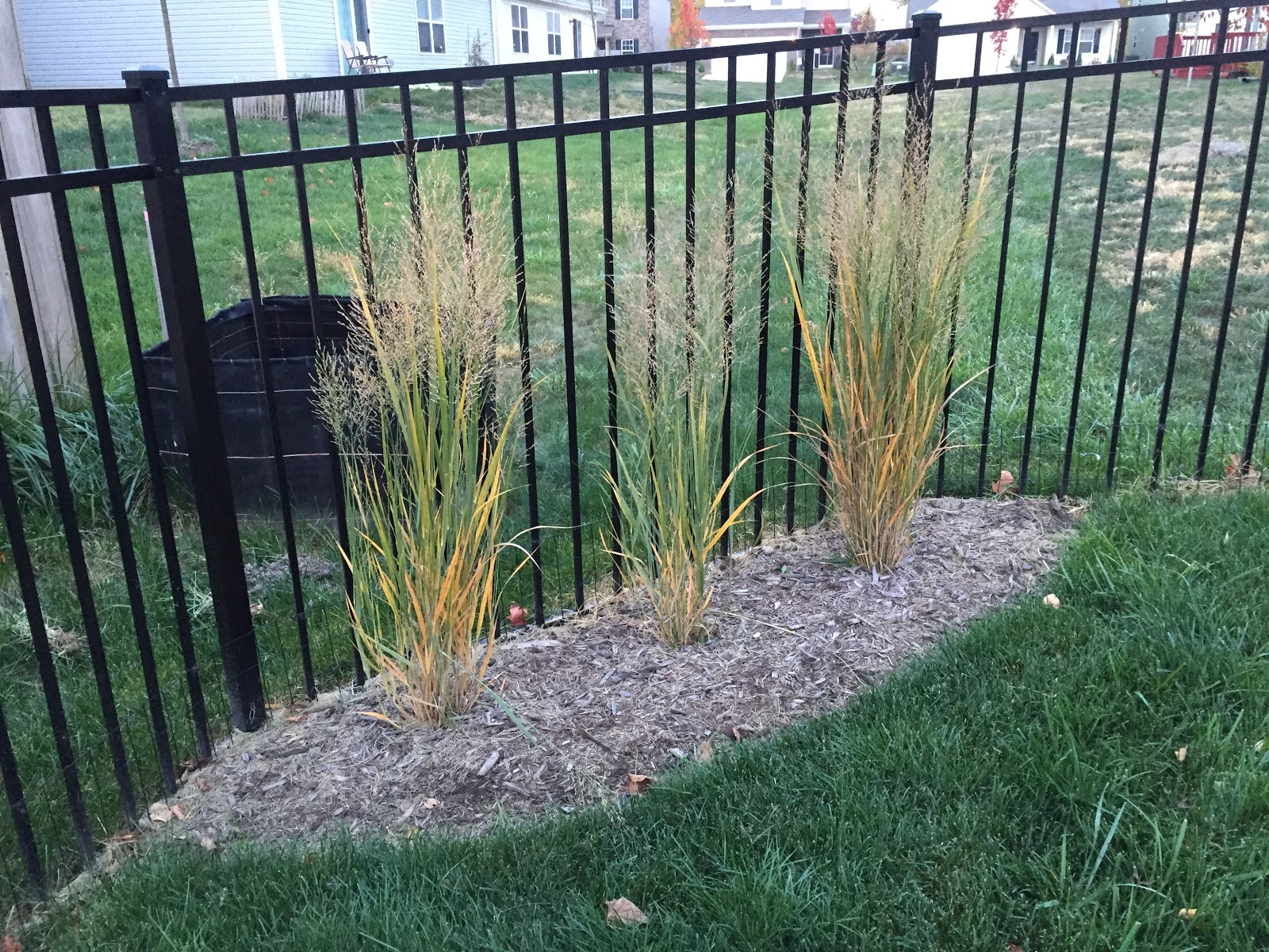 Backyard Neophyte Landscaping Blog: List of Plants in My Yard