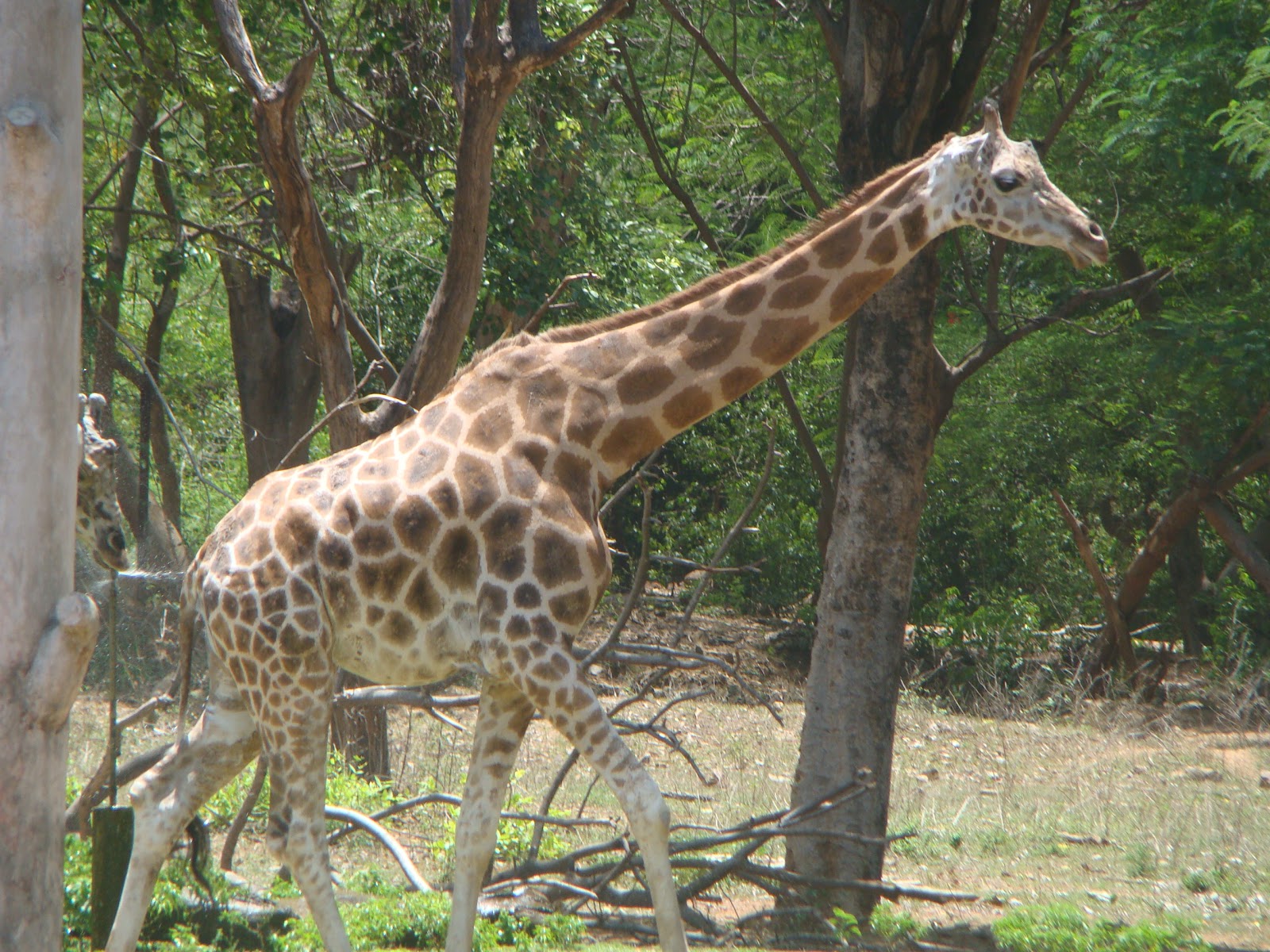 Vandalur zoo night safari