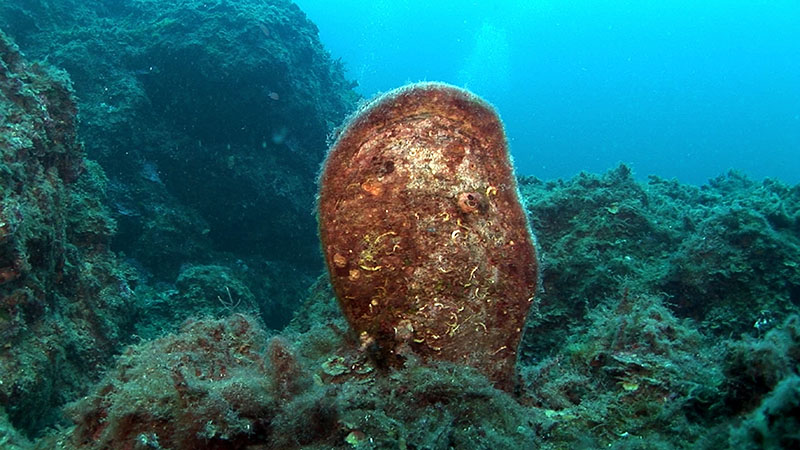 Jeste li za školjke? Školjke i neki morski puževi Jadrana - Nauka govori