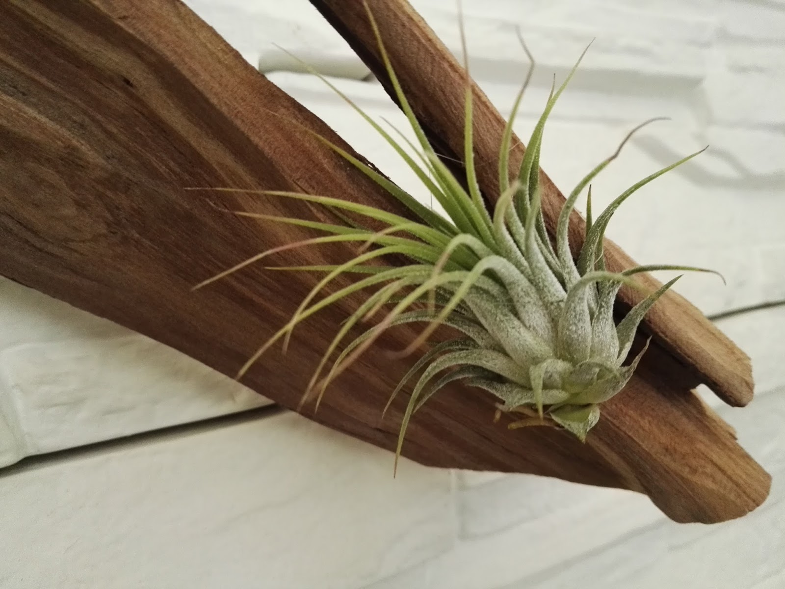 Tиландзии / Tillandsias - Page 14 - Форум HobbyKafe.com