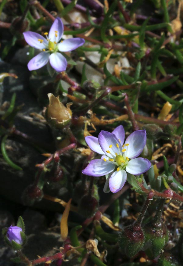 Donegal Wildlife: Saltmarsh
