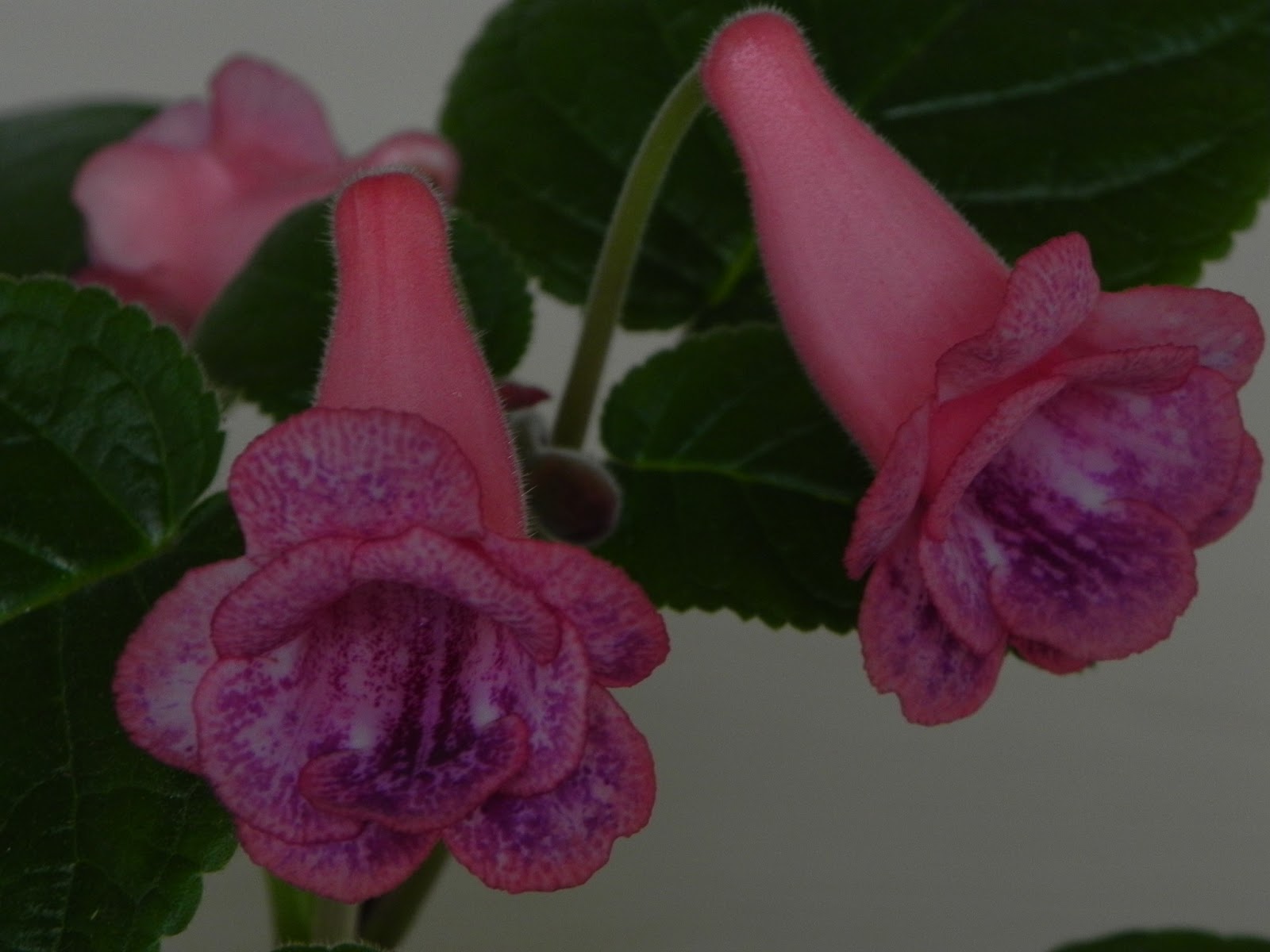 My passion: Plants: Sinningia & Mini sinningia my hybrids - MG`s sinningia