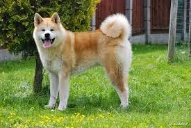 wildlife: Akita History and Taming