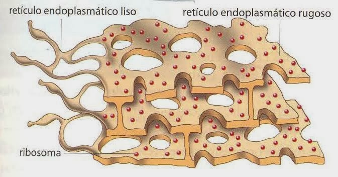 Biologia Celular y Molecular: Retículo endoplasmático granular o rugoso ...
