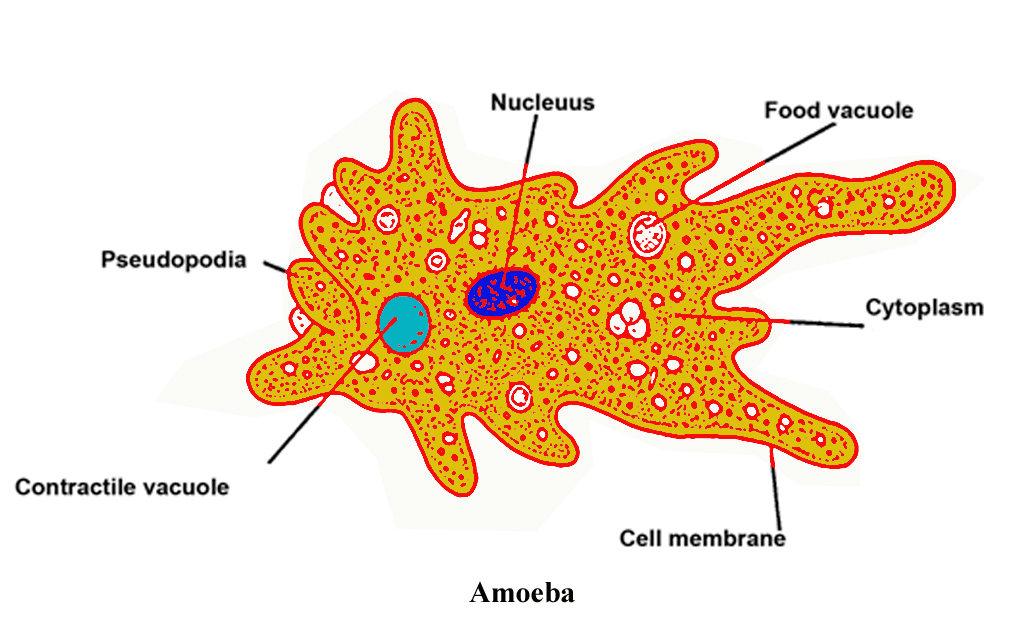 Animal Diversity- I Paper - I B. Sc.- I Zoology : Phylum - Protozoa - chart