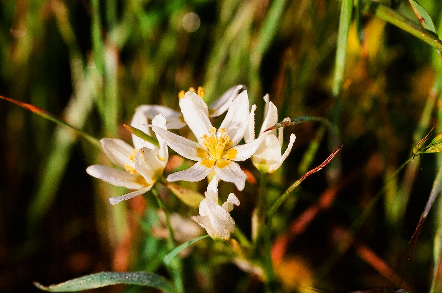 americanature: Death-camas