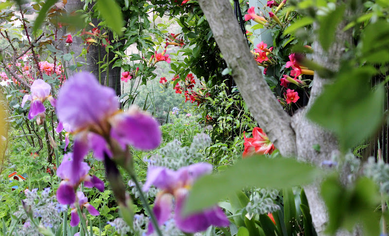 A Very Good Life: Garden Bloggers Bloom Day - May 2012