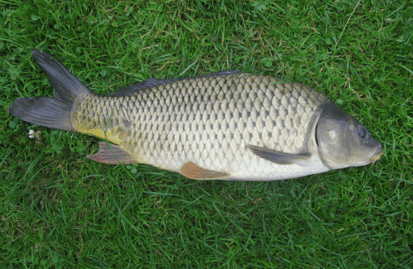 Ikan Mas Koki - 7 Jenis Ikan Mas Koki Beserta Harga dan Cara Merawatnya ...