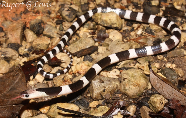 Ular Asli Indonesia: Ular Weling (Bungarus candidus)