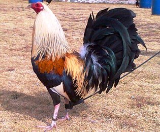 The Golden Rooster Tournament | Ver Fotos de Gallos de Pelea del Mundo