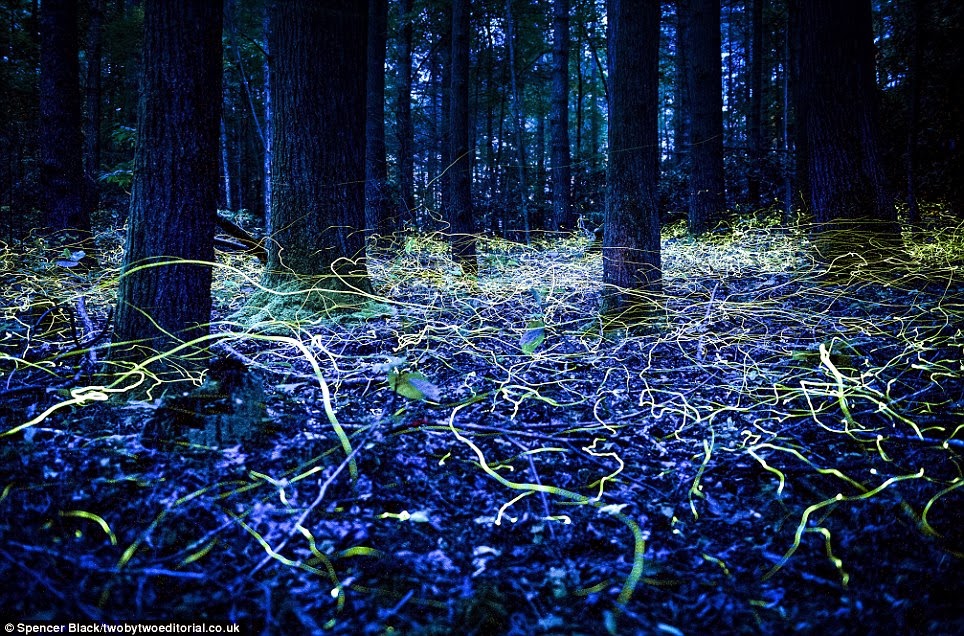 CabelKawan: Lucioles