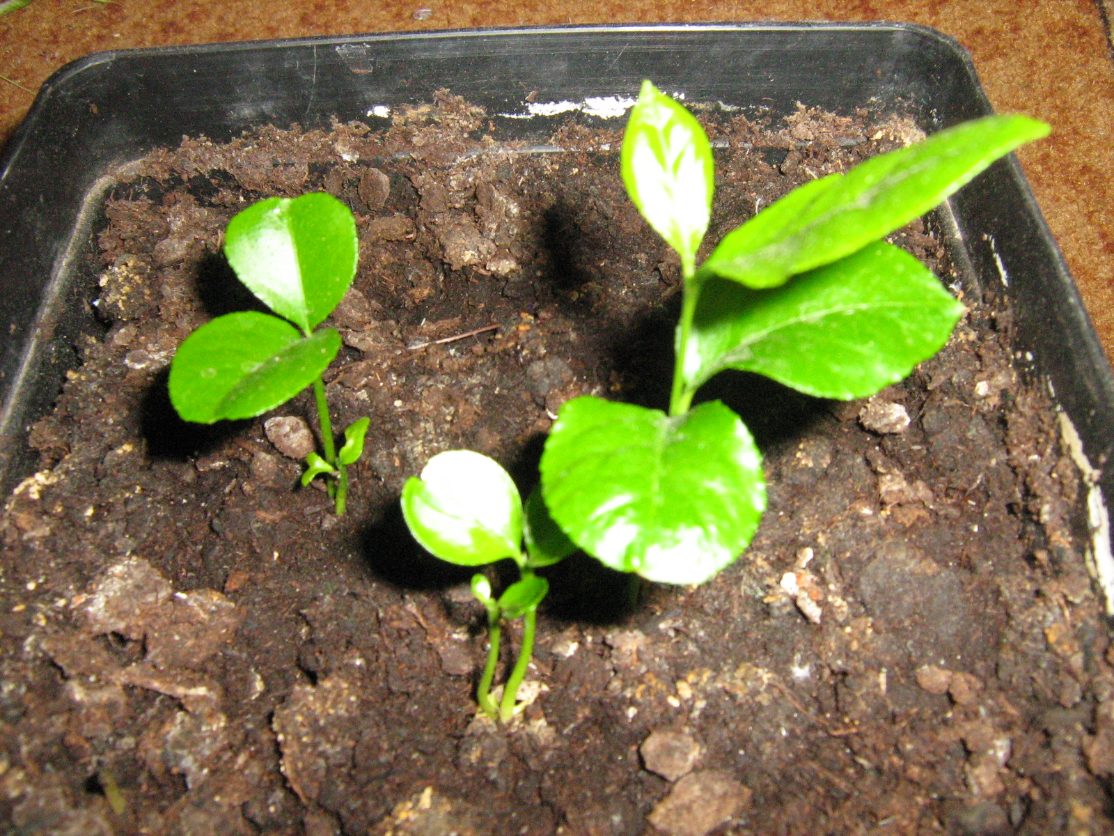 Viskas apie bonsai medelius: Bonsai citrinmedis (2)
