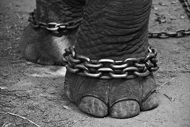 MOTIVACIÓN, COACHING Y CUENTOS DE SUPERACIÓN: EL ELEFANTE ENCADENADO