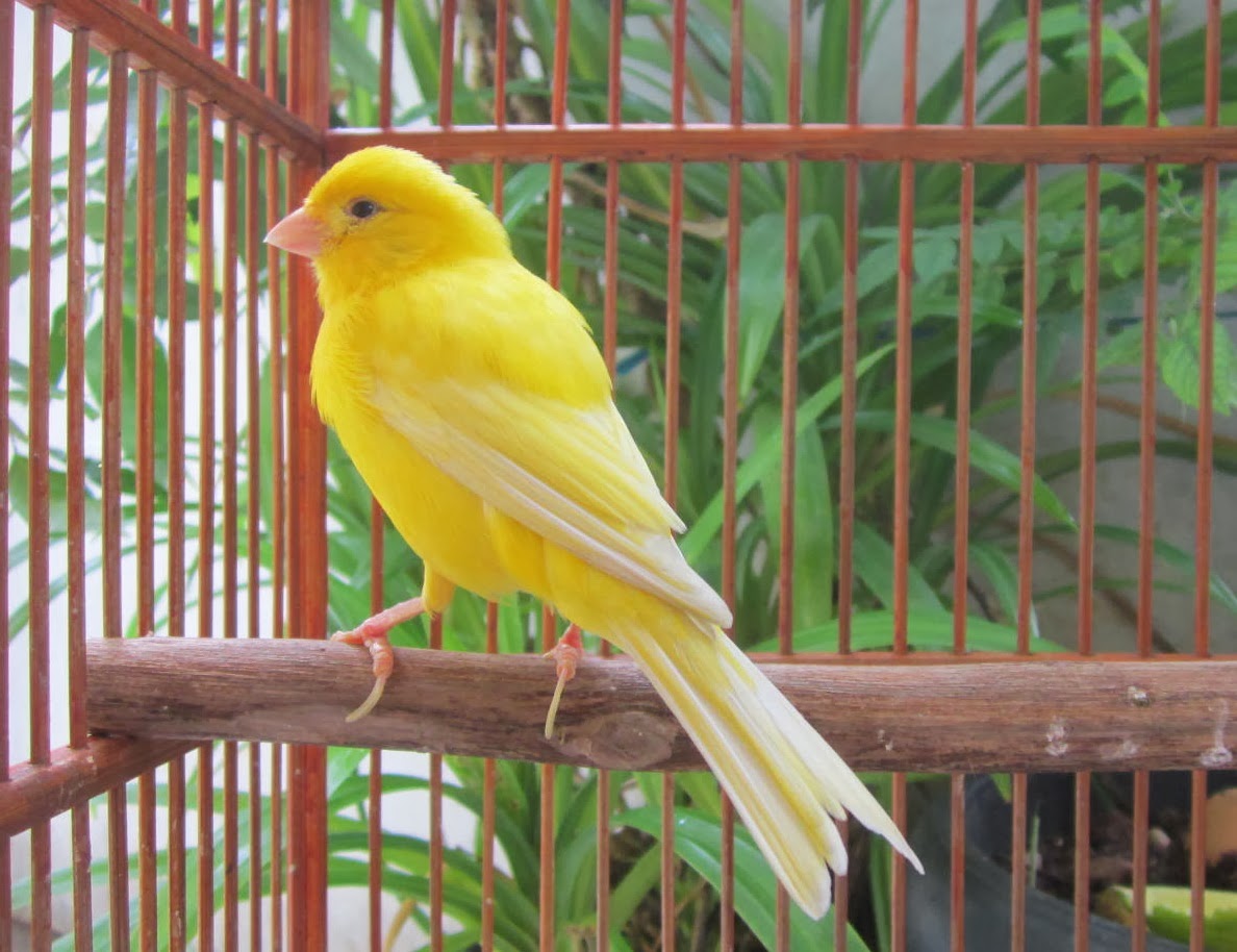Budidaya Burung: DIJUAL KENARI TAIWAN WARNA KUNING GACOR Rp 540 RIBU ...