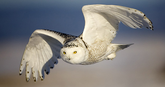 SENTIMIENTO EN POESÍA: LA BÚHA