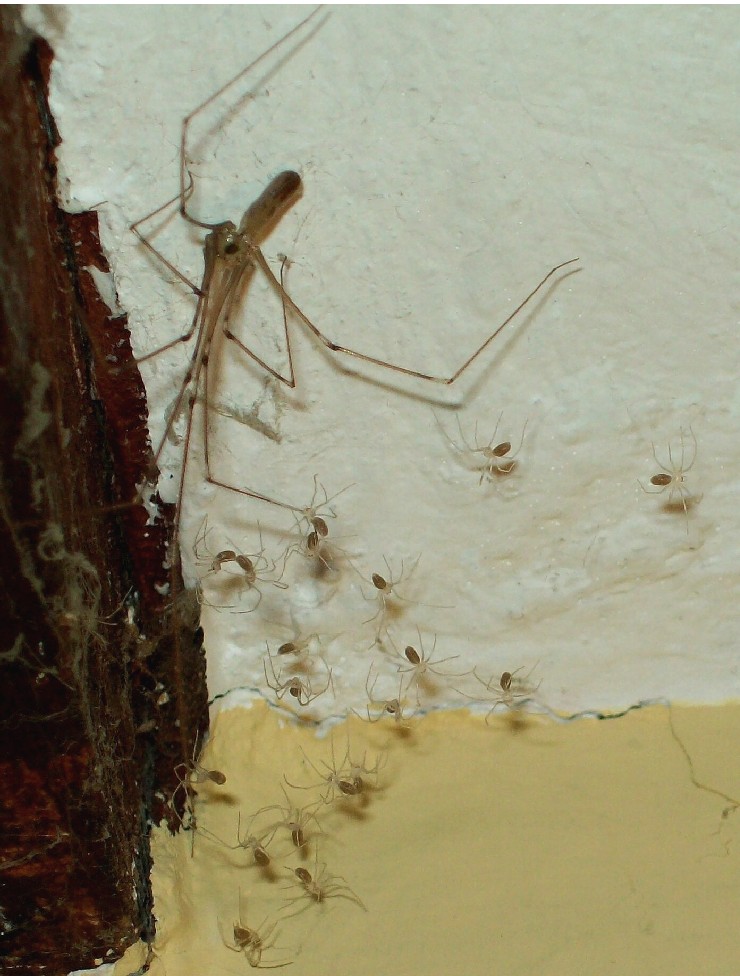 Sun Dried Sparrows: Spider baby!
