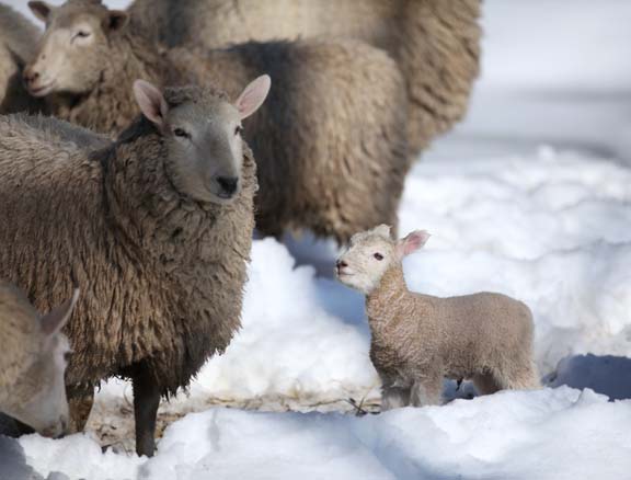 Getting Stitched on the Farm: Yearlings Lamb
