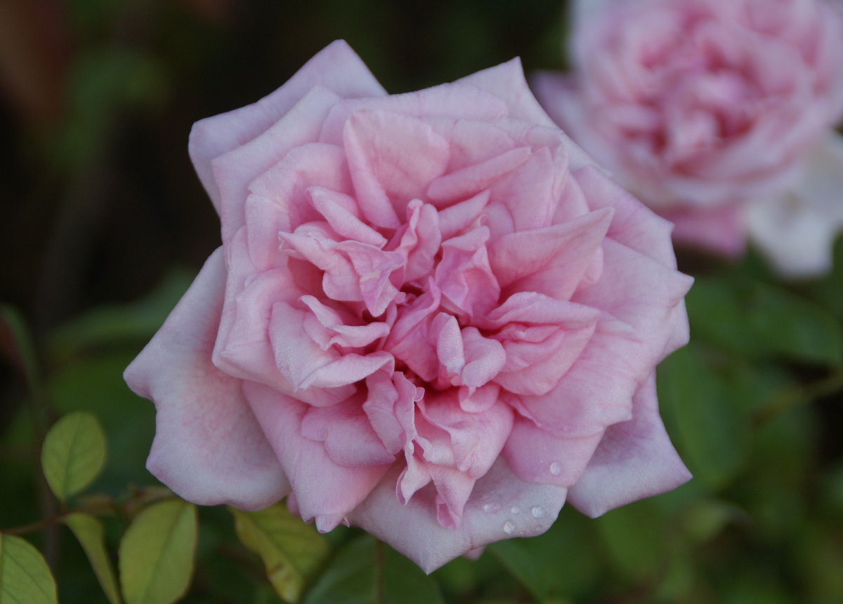 Organic Garden Dreams: September Roses