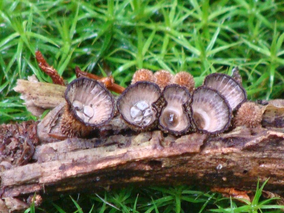 Mushrooms from Romania: Cyathus striatus