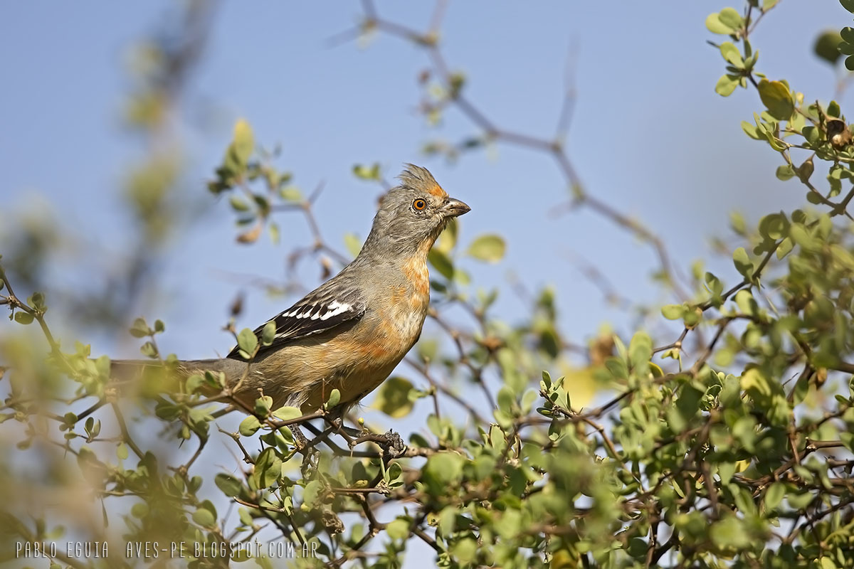 mis fotos de aves: Phytotoma rutila Cortarramas White-tipped Plantcutter
