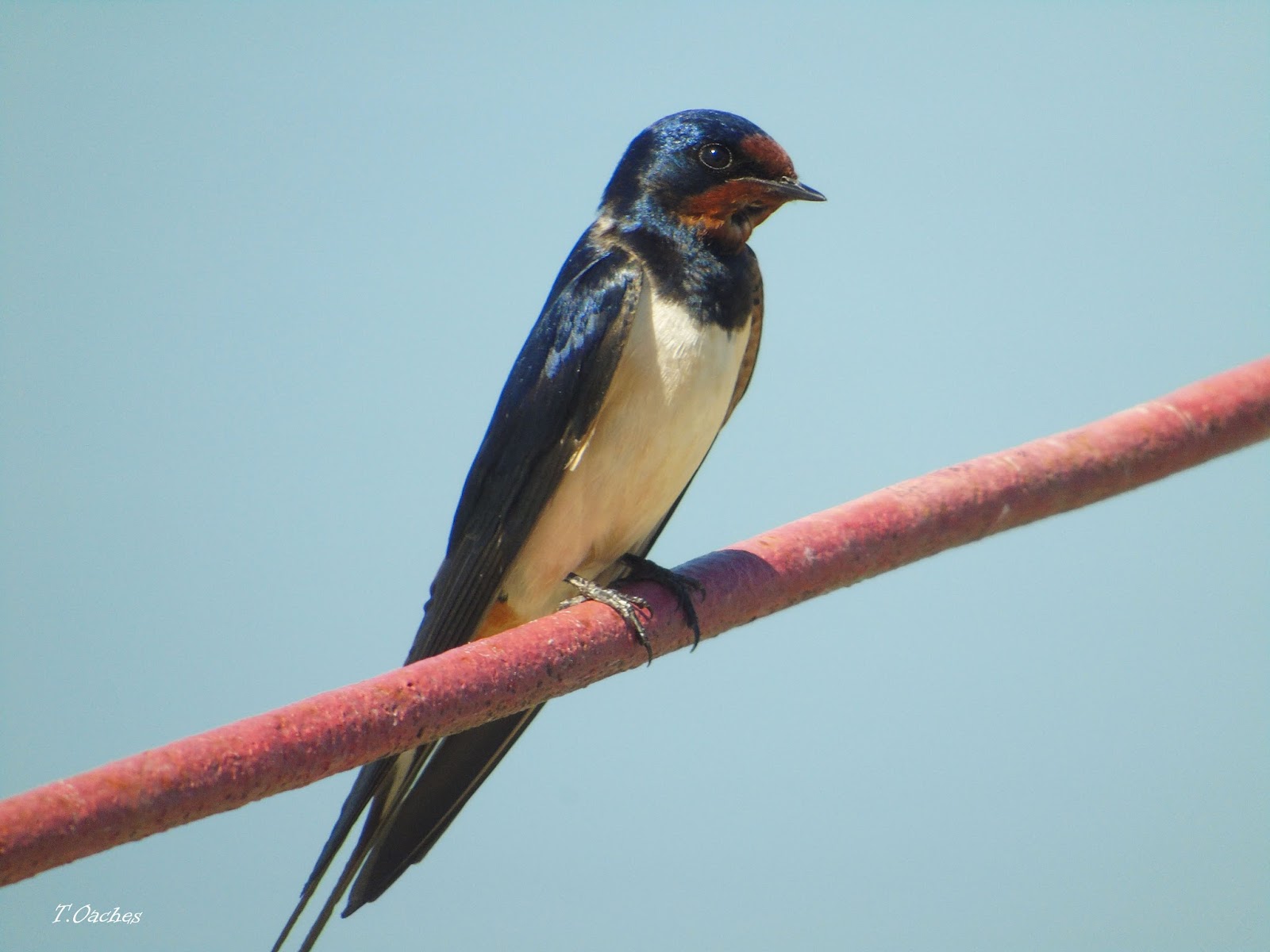 PASARI DIN ROMANIA: RANDUNICA, Hirundo rustica