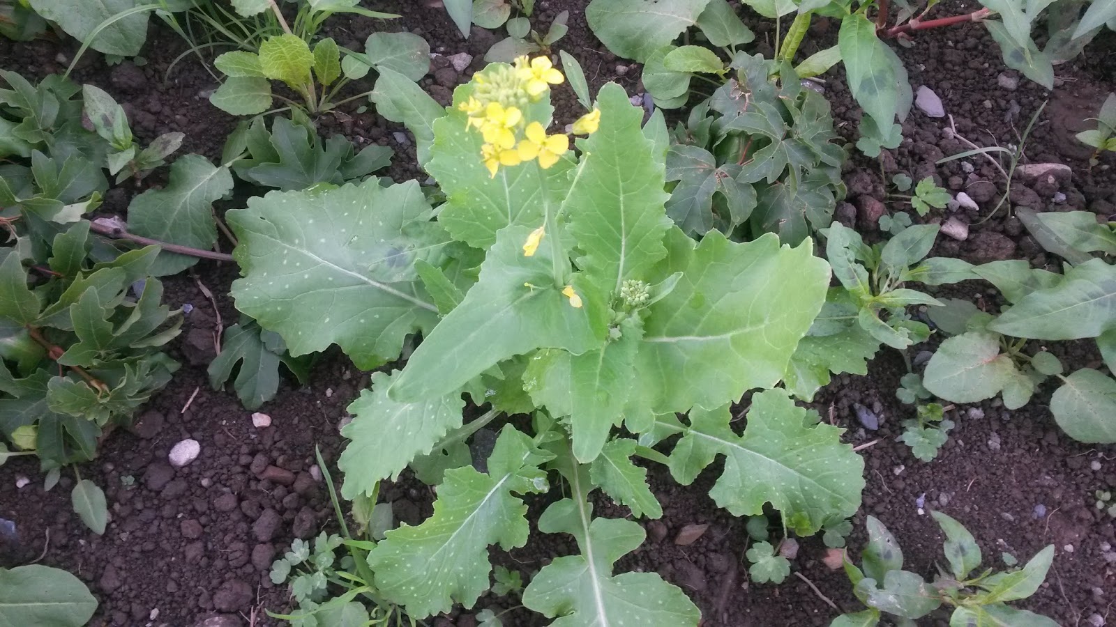BUZZARD BUSHCRAFT: Wild Turnip - brassica rapa