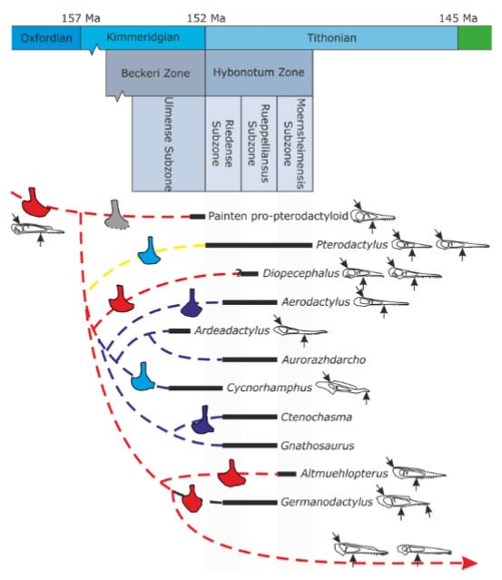Species New to Science: [Paleontology • 2017] The Taxonomy and ...