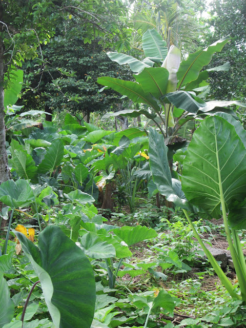 Garden Notes from Hawaii: Samoan Food Gardens