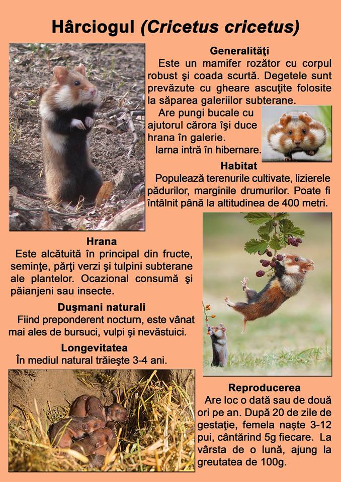 Ştiinţă pentru toţi: Hârciogul (Cricetus cricetus)