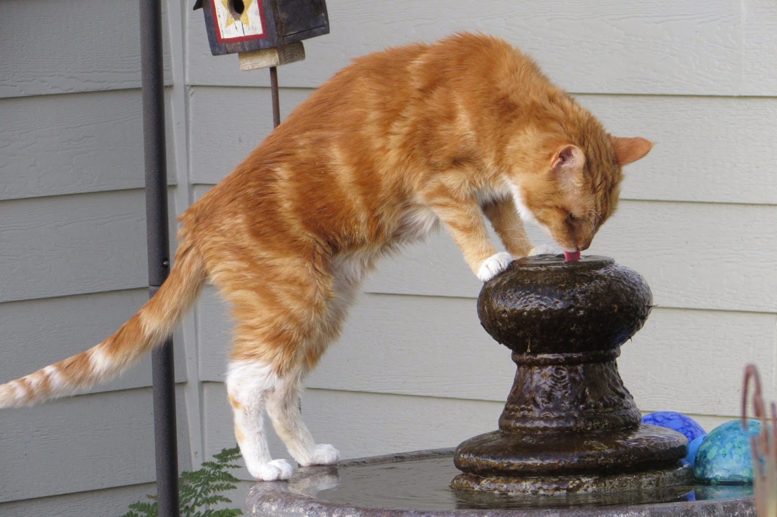 Garden Grumbles and Cross Stitch Fumbles: Feline in the Fountain