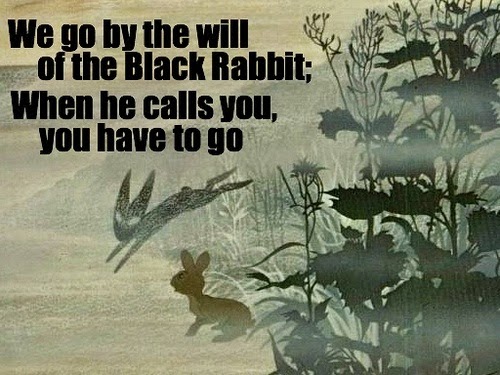 She Who Seeks: The Black Rabbit of Inlé