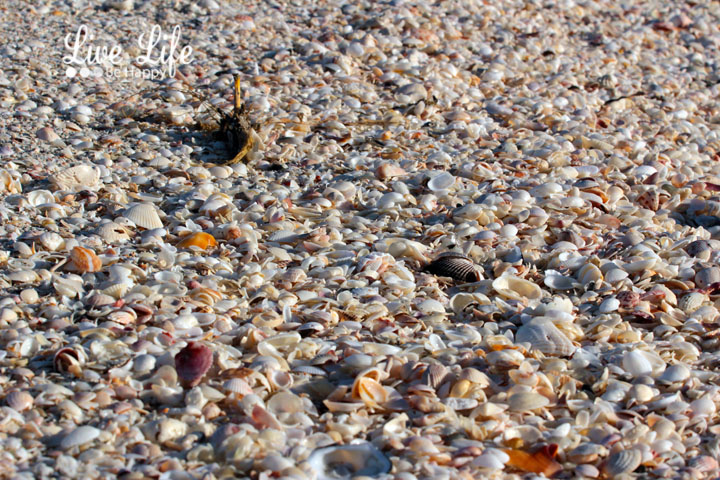 Life and Coconuts: Discovering Shells on Sanibel Island, Florida: A ...