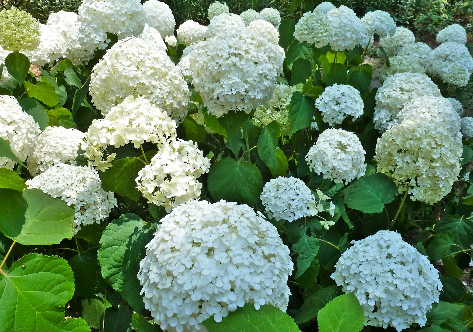  Liste Hydrangea Arborescens Pink Annabelle T l charger