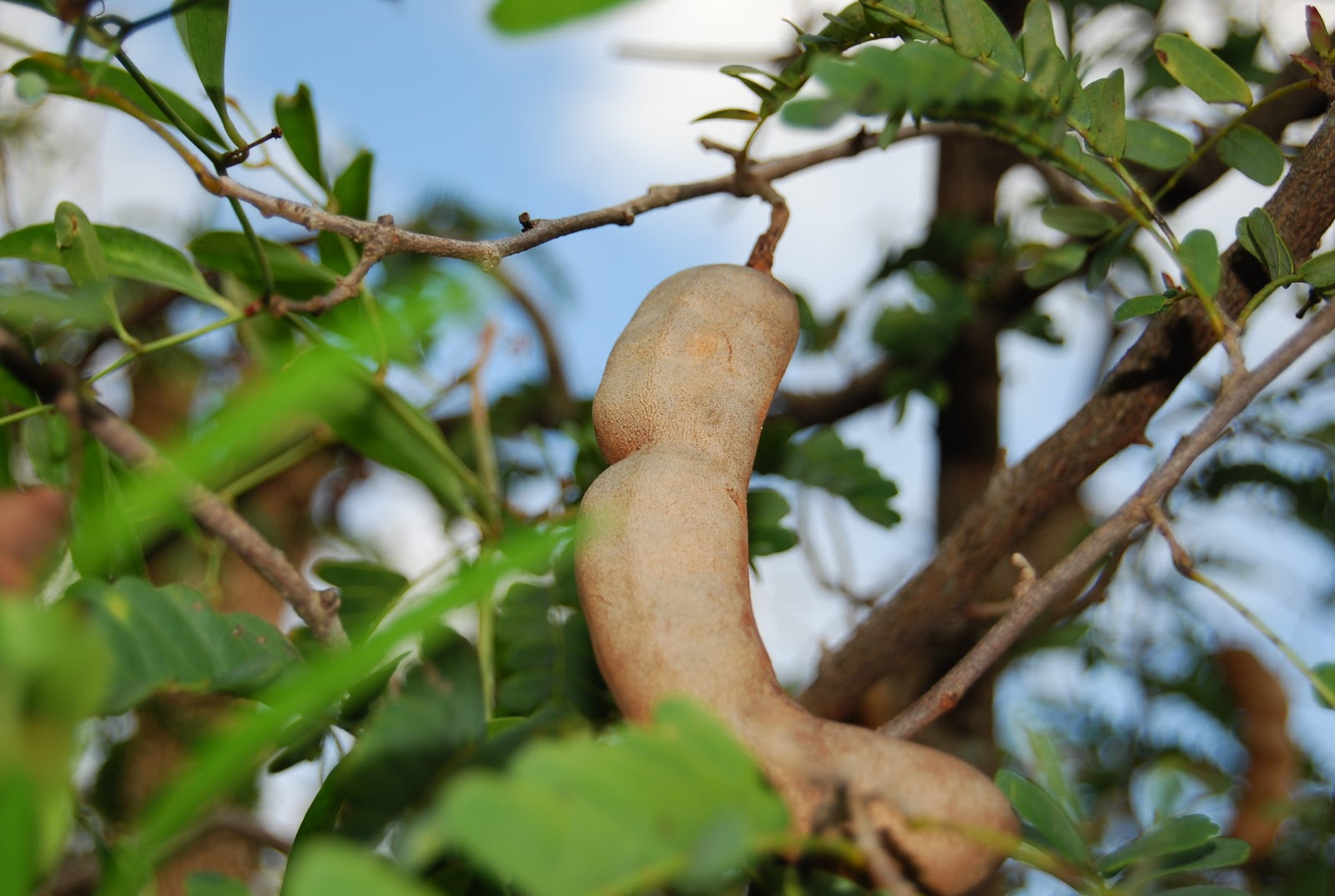 Helen A. Lockey: Tamarind Season: Sth Florida Style