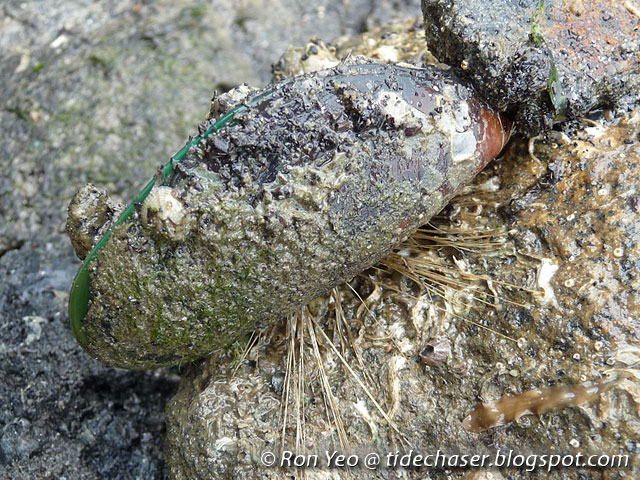 tHE tiDE cHAsER: Pteriomorph Bivalves (Phylum Mollusca: Subclass ...