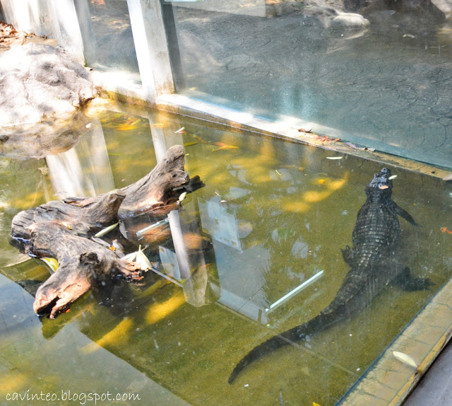Entree Kibbles: Cleaning the Crocodile Den @ Dusit Zoo [Bangkok]
