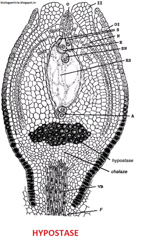 BIOLOGY WRITE-UP - BIOLOGY ARTICLES: HYPOSTASE: Meaning, occurance ...